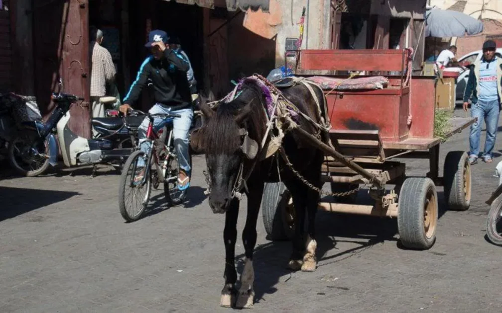 Le Maroc a du mal à se débarrasser de ses charrettes