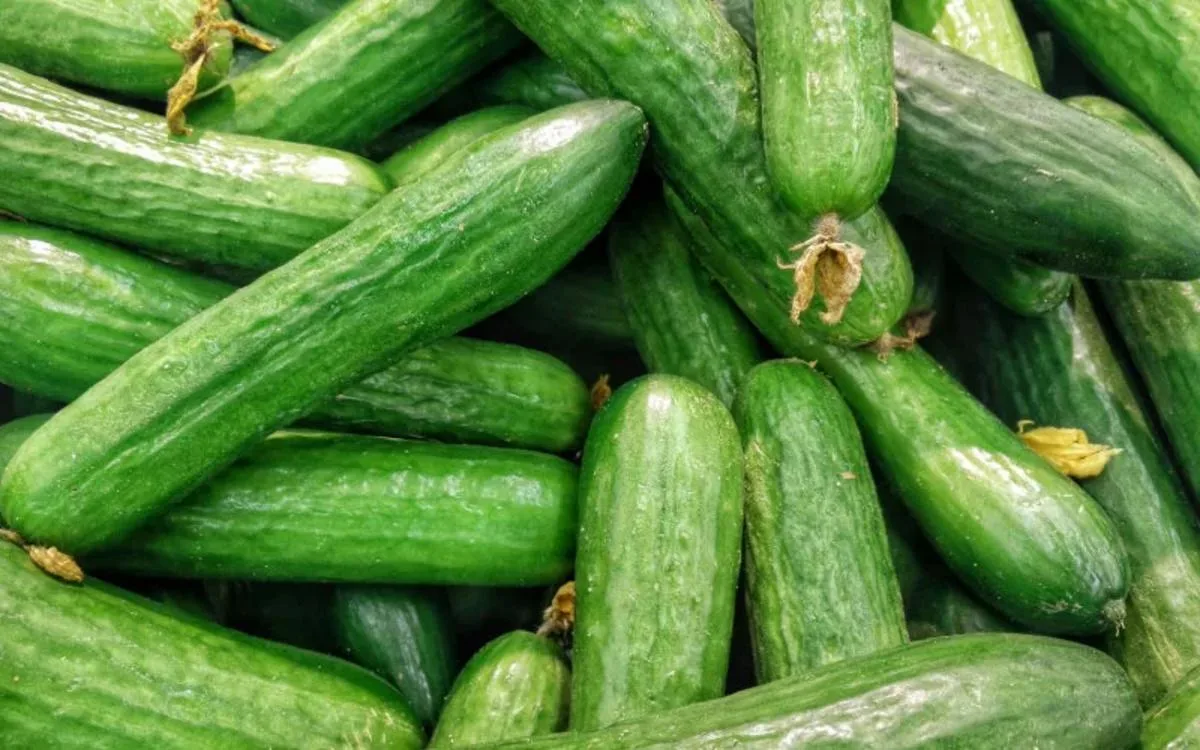 Des concombres marocains à forte présence de pesticides détruits au ...
